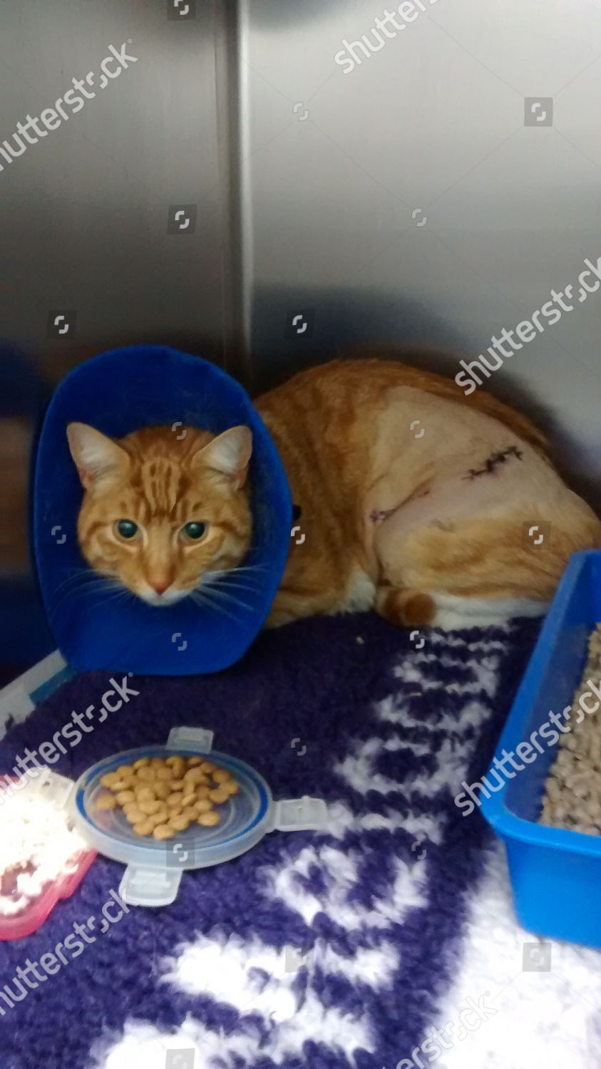 Angus Cat Recovering After Being Impaled Editorial Stock Photo - Stock ...