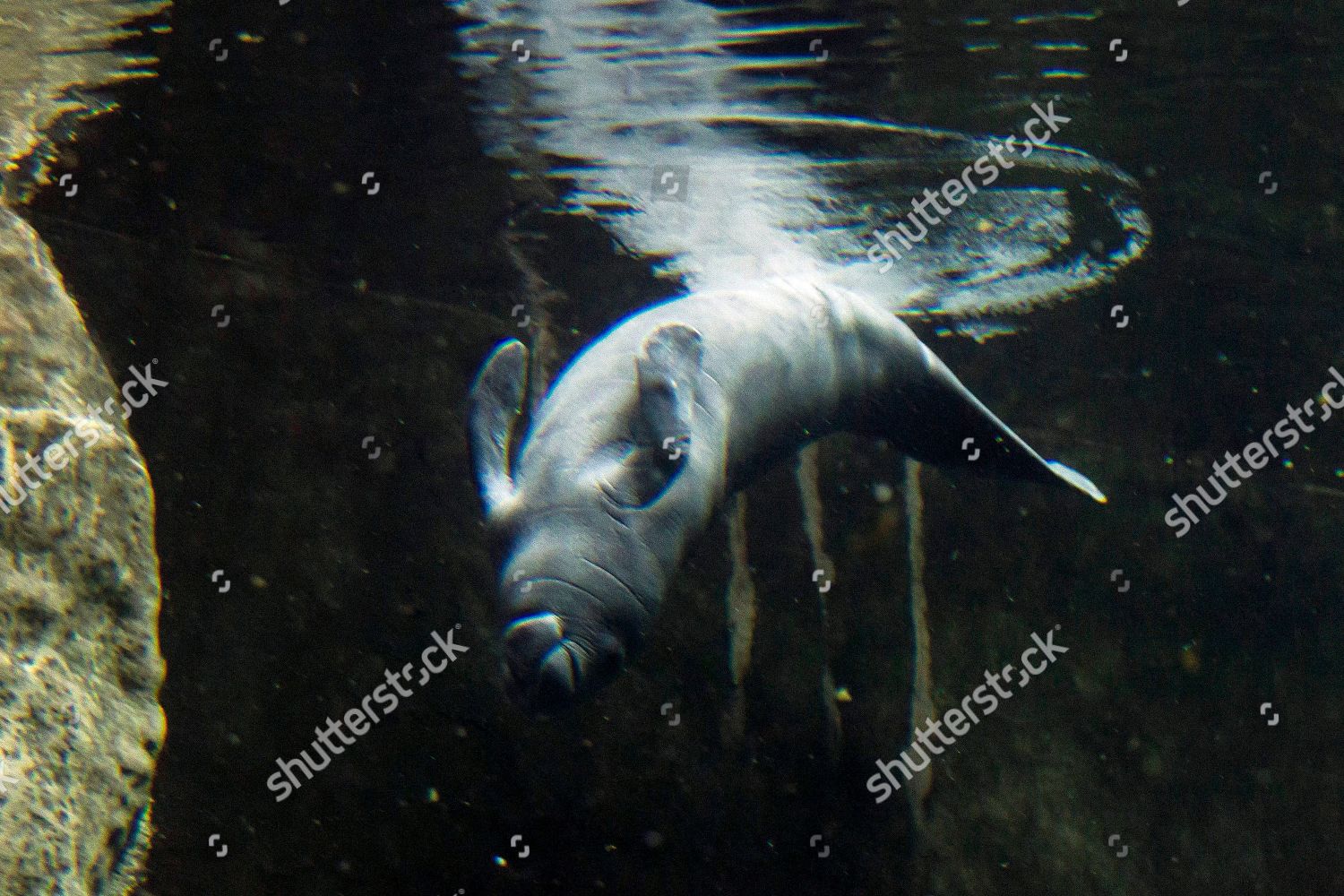Youngest Female Manatees Swims Pool Zoo Editorial Stock Photo - Stock ...