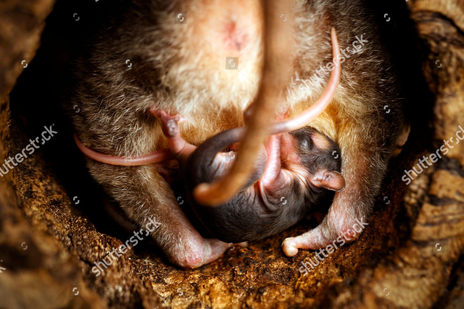 32dayold Baby Gray Foureyed Opossum Philander Editorial Stock Photo ...
