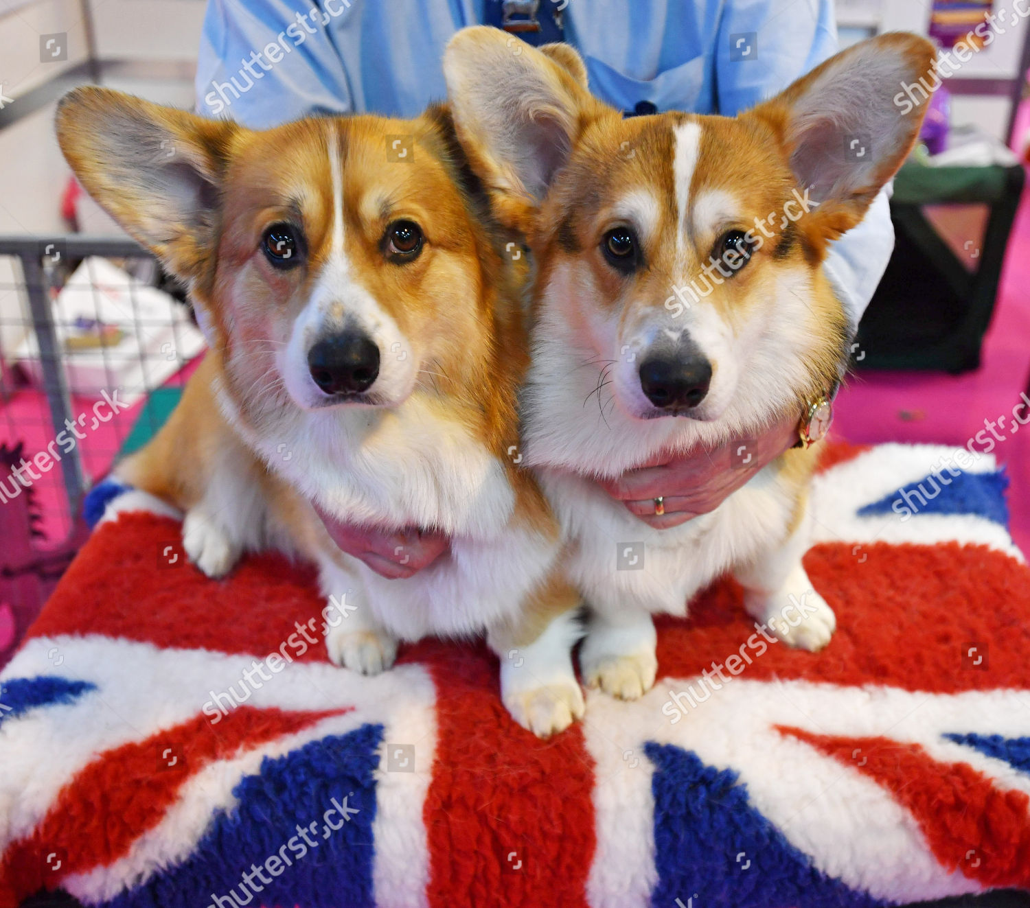 Welsh Corgis Crufts Dog Show National Editorial Stock Photo - Stock ...