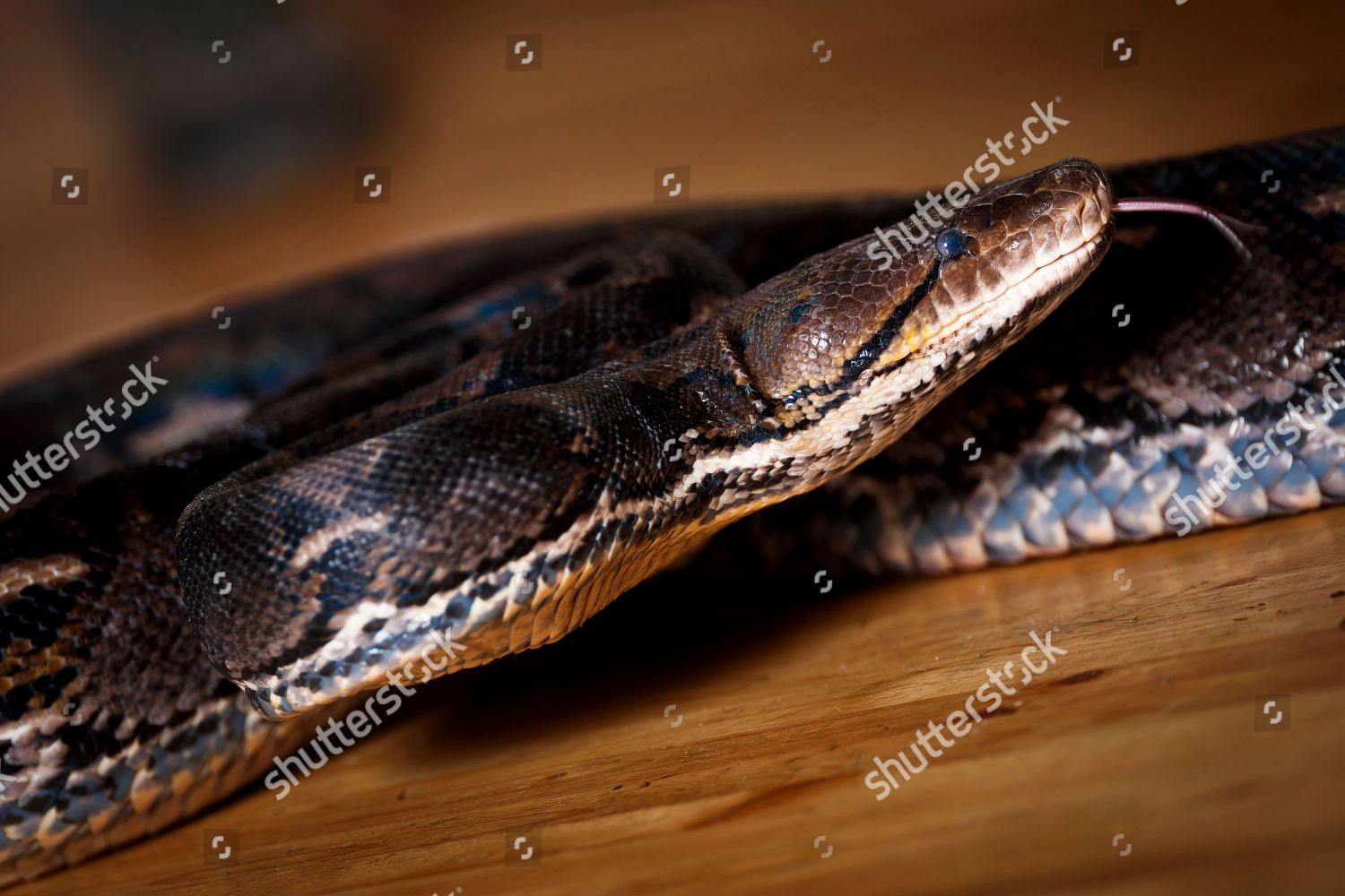18yearold Fivemeterlong Reticulated Python Python Reticulatus Editorial ...