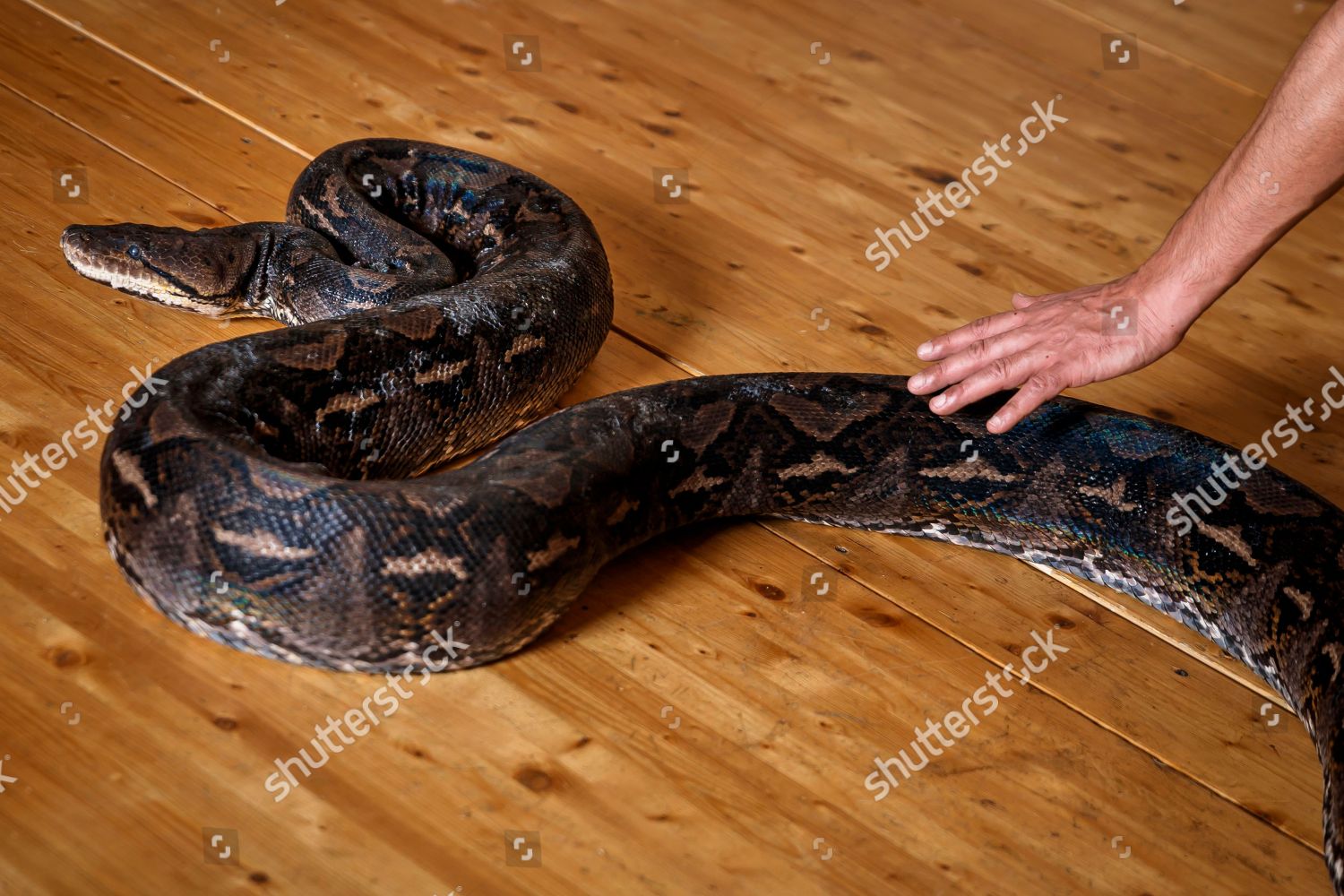 18yearold Fivemeterlong Reticulated Python Python Reticulatus Editorial ...