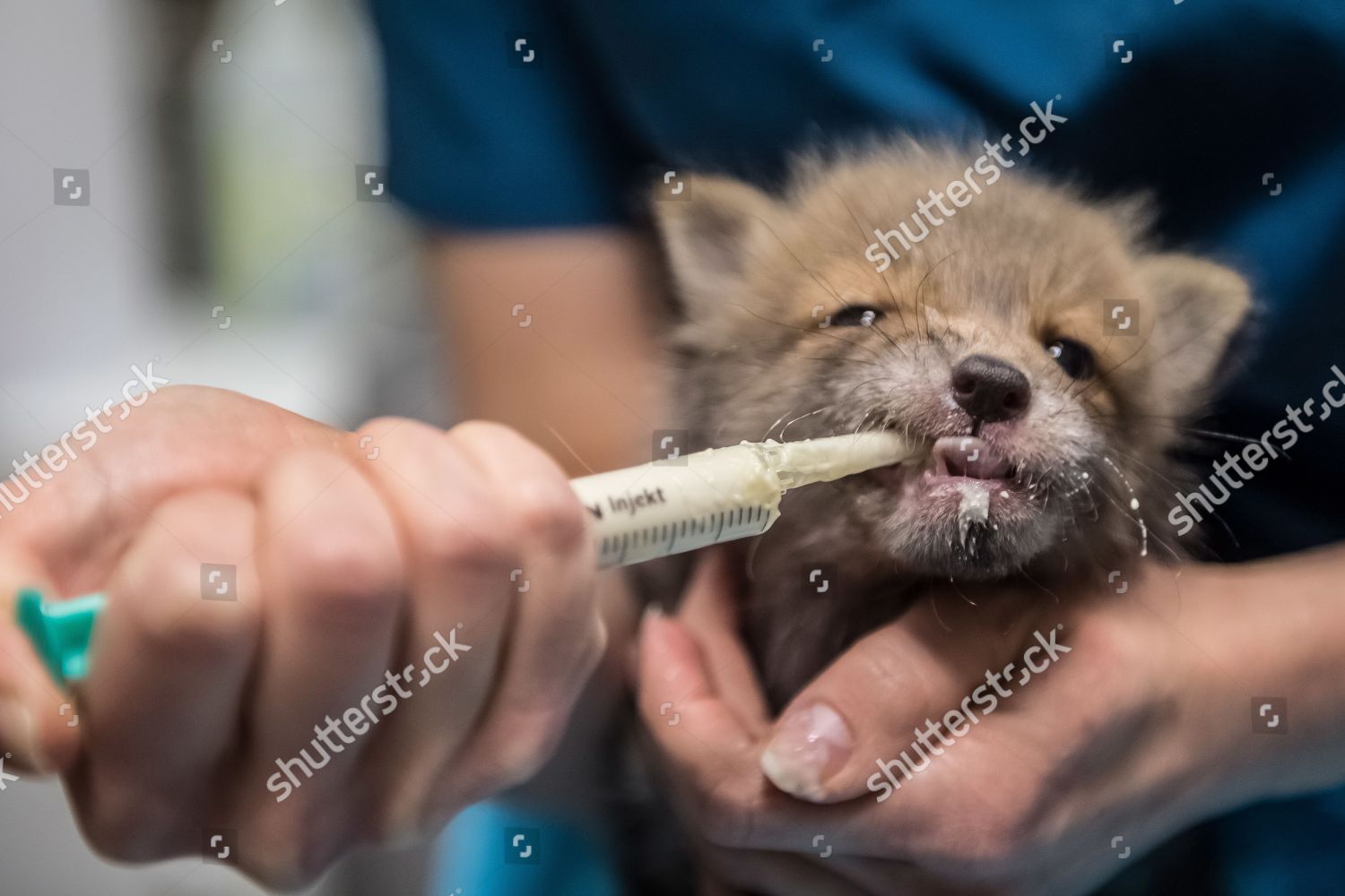 Four Week Old Female Fox Fed Editorial Stock Photo - Stock Image ...