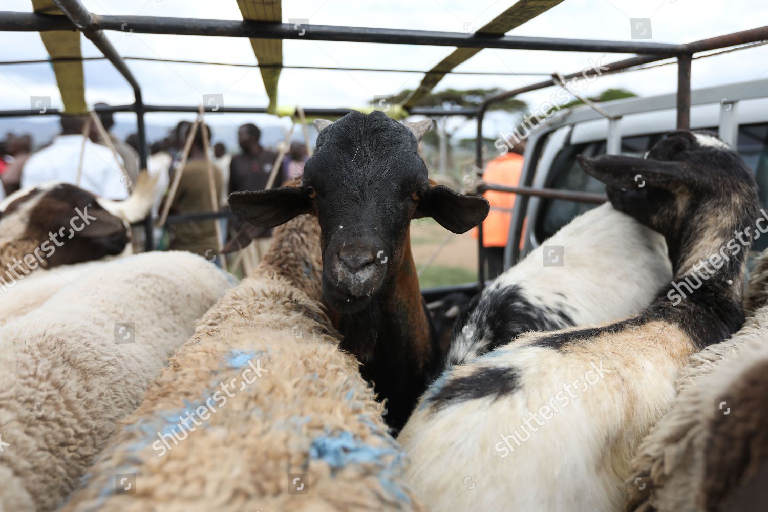 SHEEPS GOATS FLOCK TRUCK THEY PREPARED Editorial Stock Photo - Stock ...