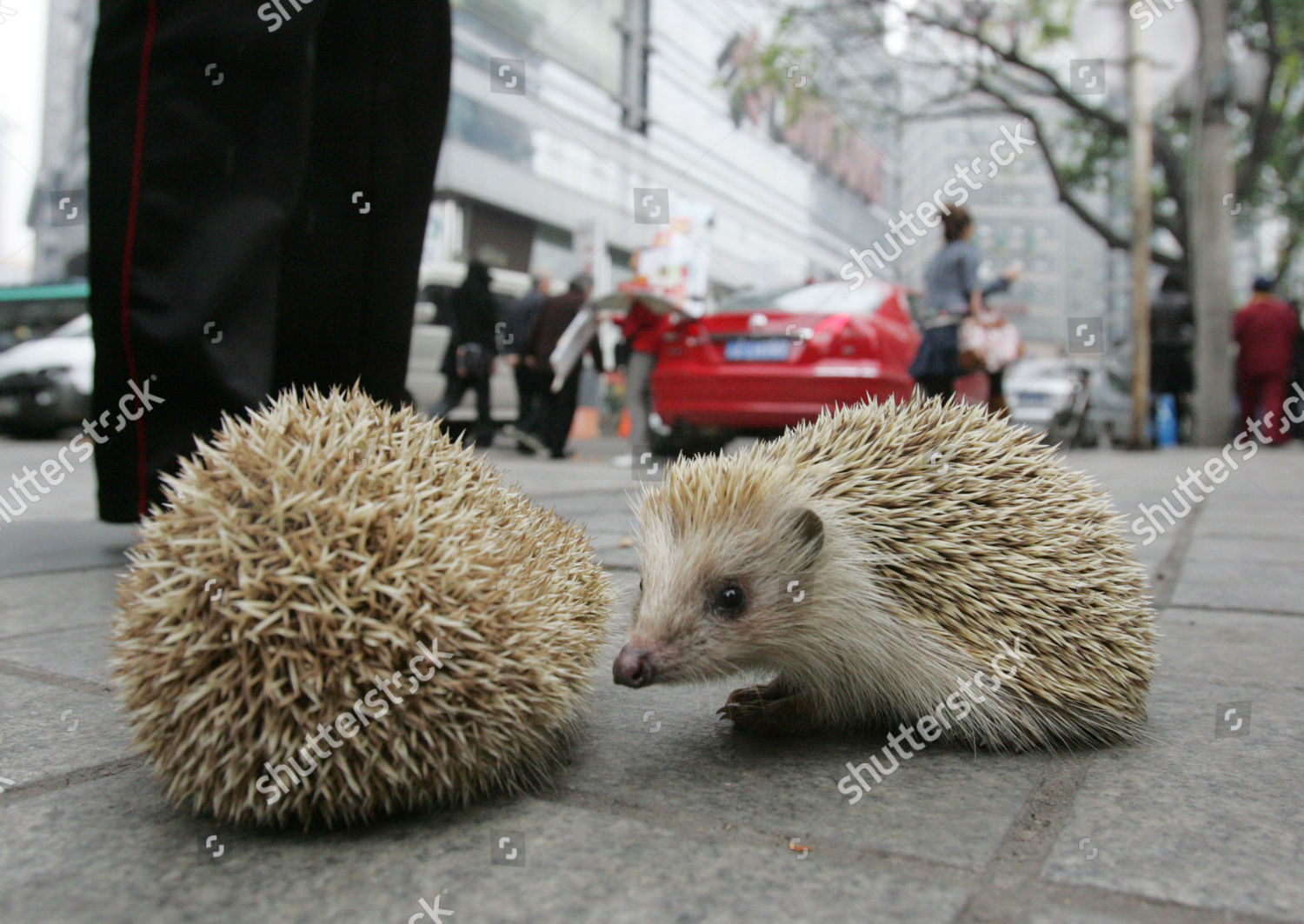 Man Selling Hedgehogs On Street Chongqing Editorial Stock Photo - Stock ...