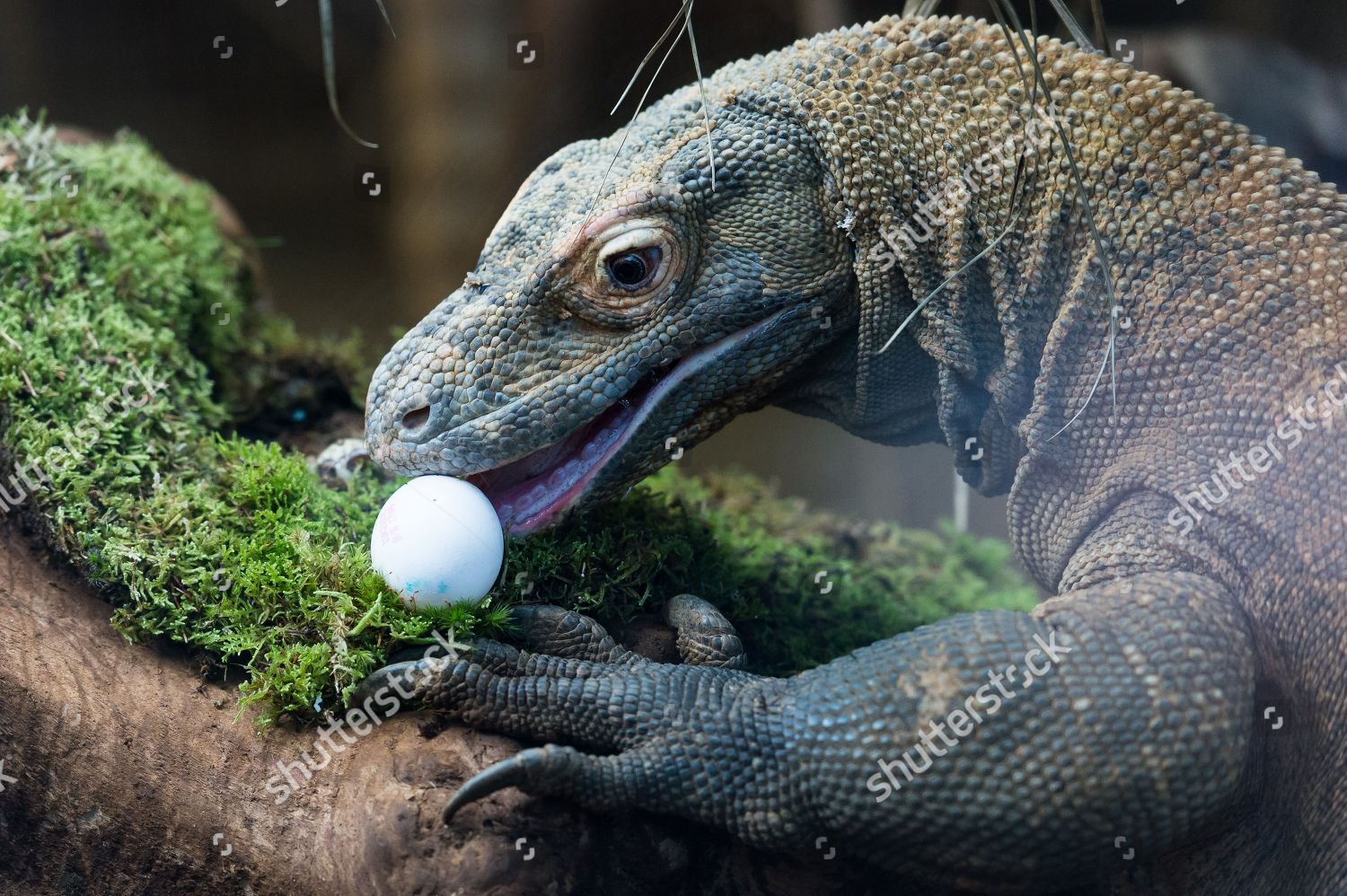 Komodo Dragon Ganas Eats Fresh Eggs Editorial Stock Photo - Stock Image ...