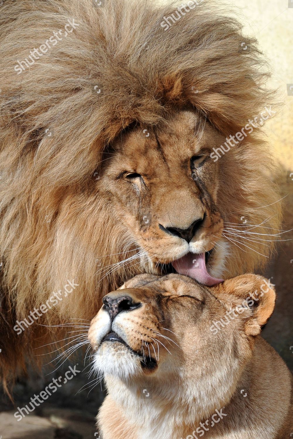 Lions Called Leon Female Ronja Head Editorial Stock Photo - Stock Image ...