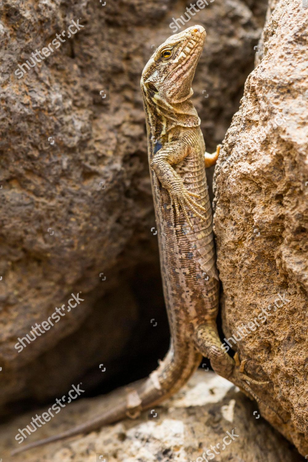 Gallots Lizard Gallotia Galloti Between Rocks Editorial Stock Photo ...