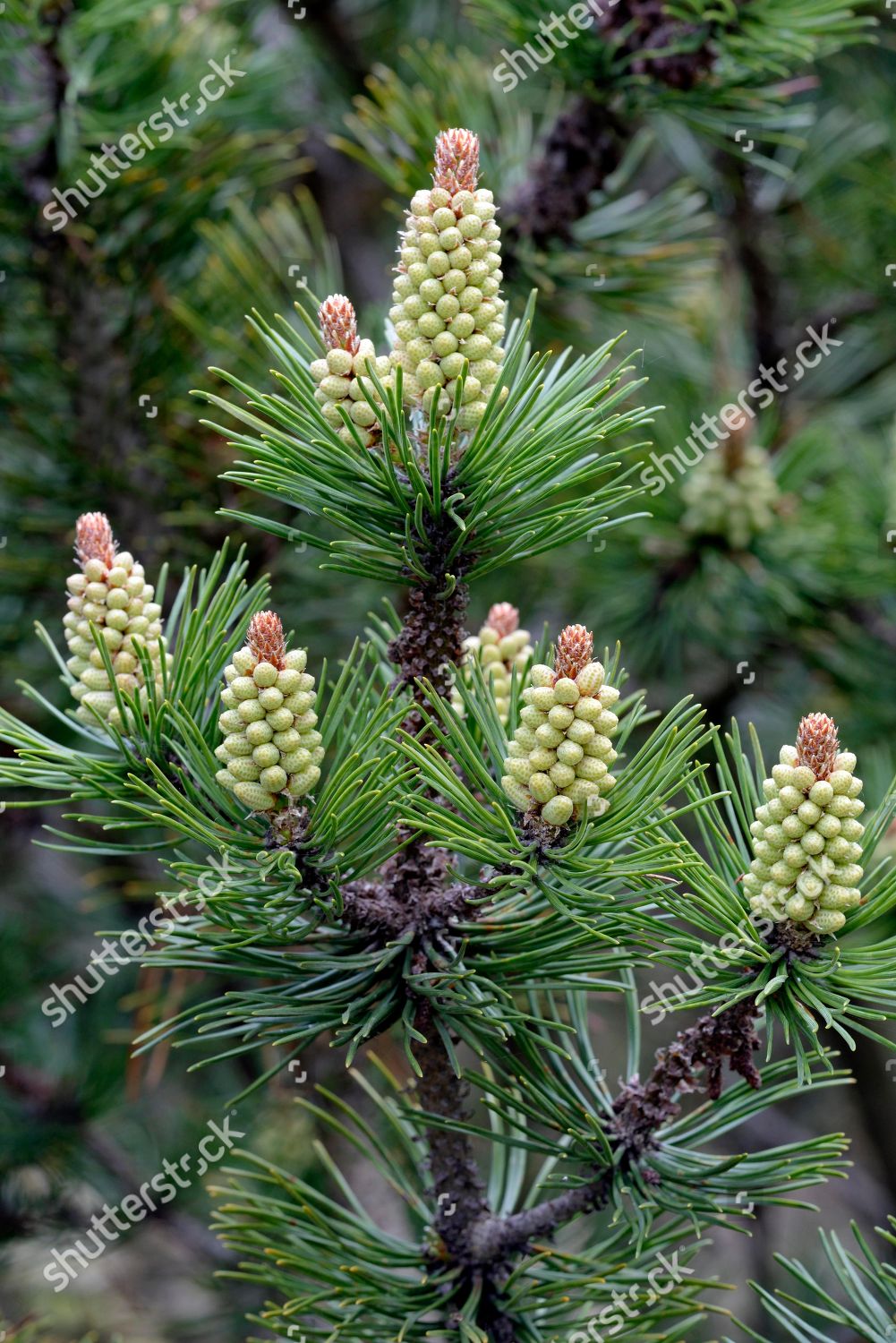 Scots Pine Pinus Sylvestris Male Blossoms Editorial Stock Photo - Stock ...