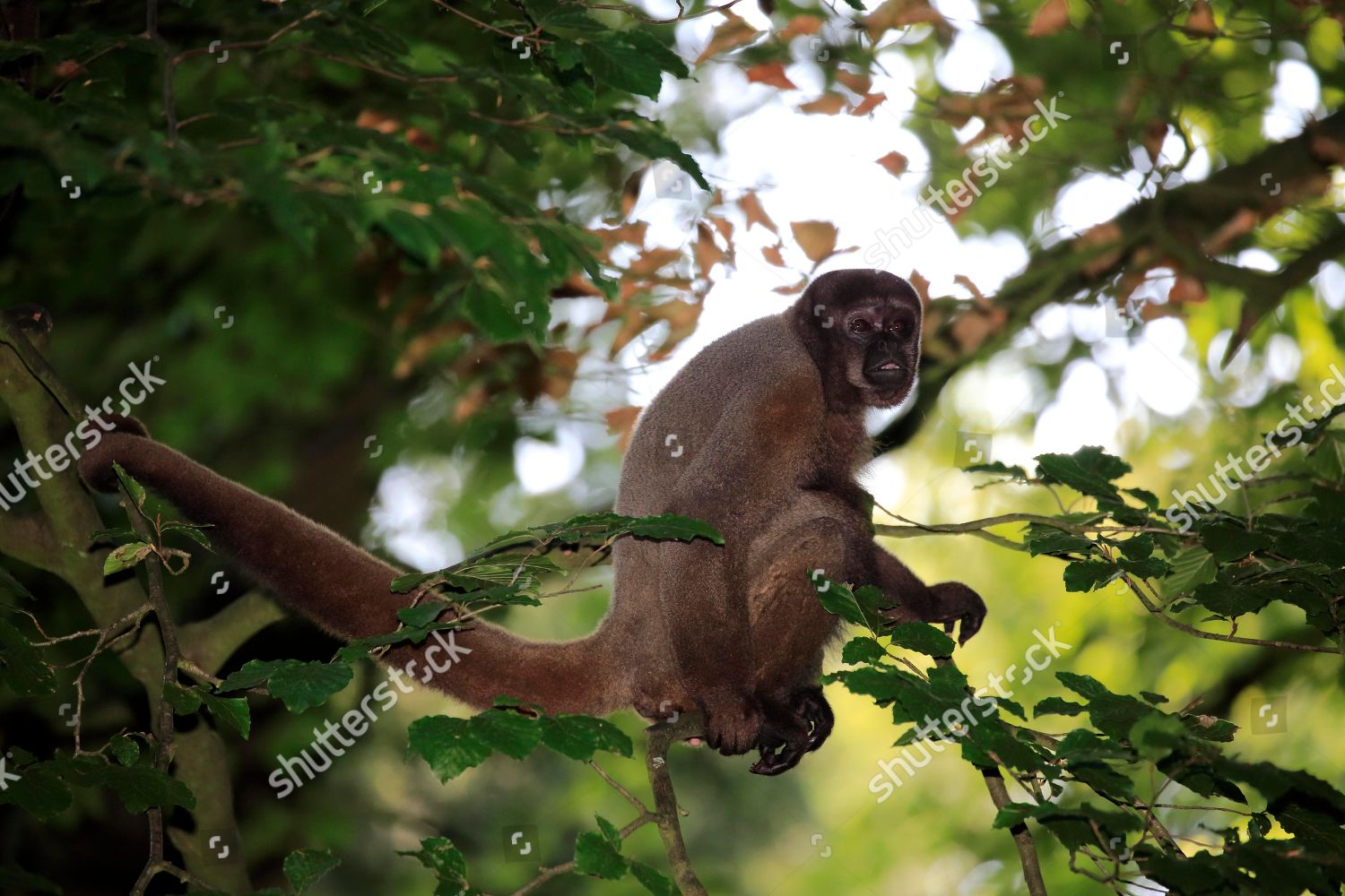 Brown Woolly Monkey Lagothrix Lagotricha Adult Editorial Stock Photo ...