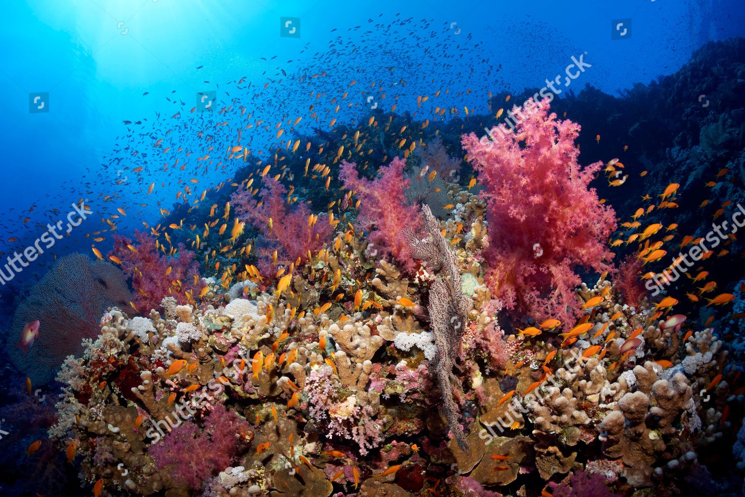 Coral Reef Densely Overgrown Stony Corals Editorial Stock Photo - Stock ...