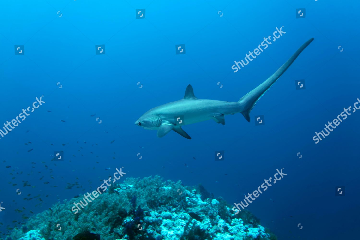 Common Thresher Alopias Vulpinus Swims Over Editorial Stock Photo ...