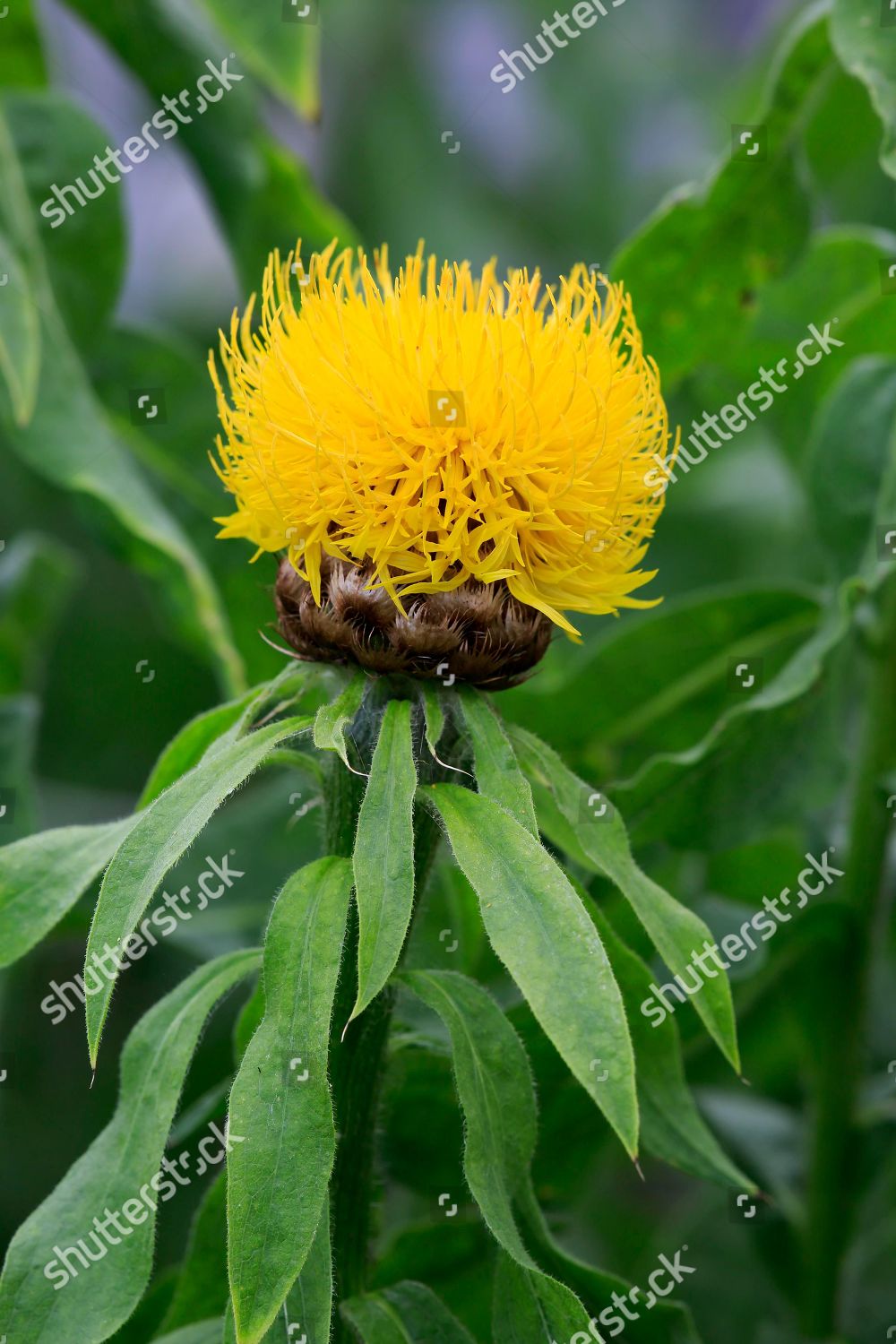 Globe Knapweed Centaurea Macrocephala Yellow Blossom Editorial Stock ...