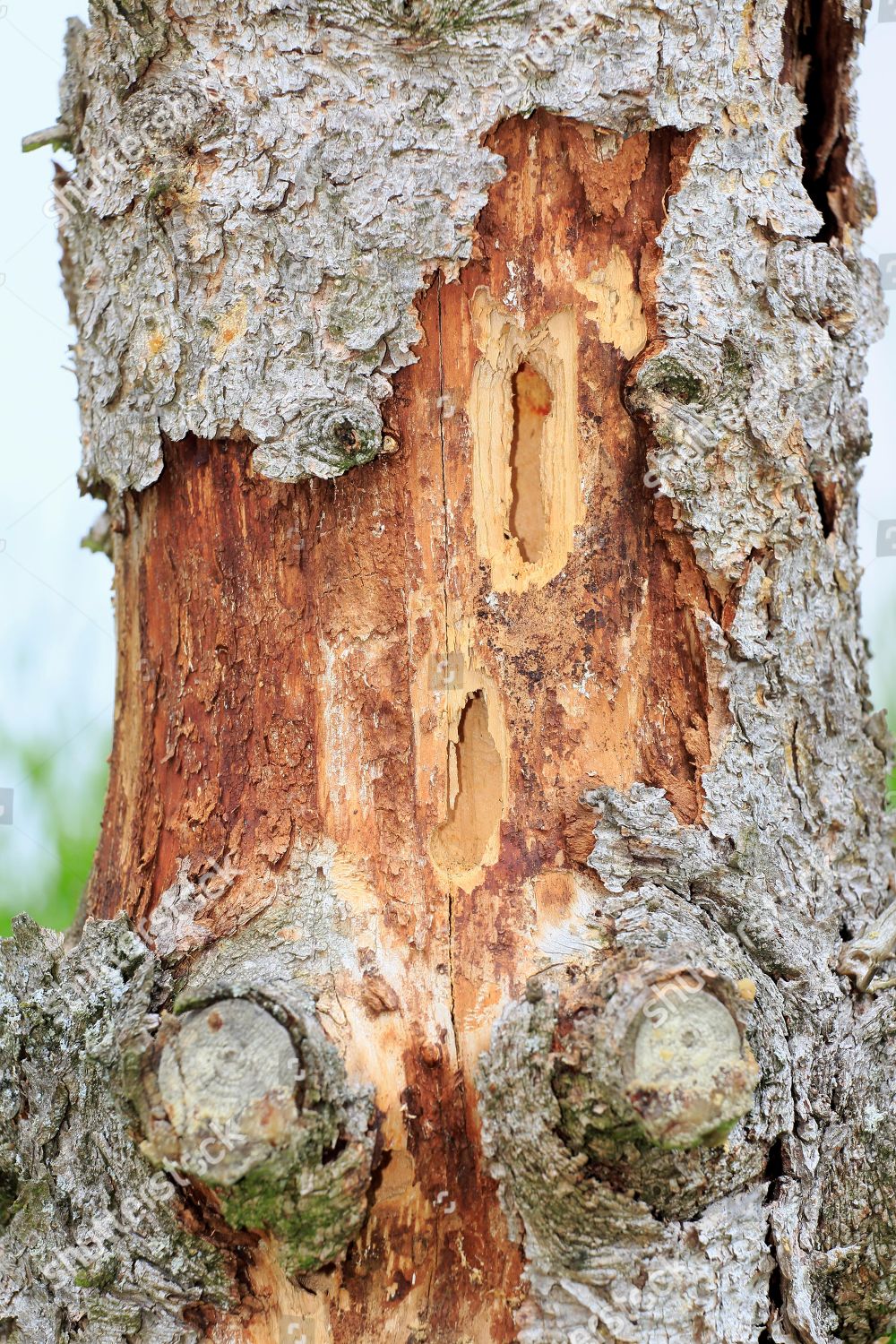 Feeding Marks Woodpecker Dendrocopos Major On Editorial Stock Photo ...