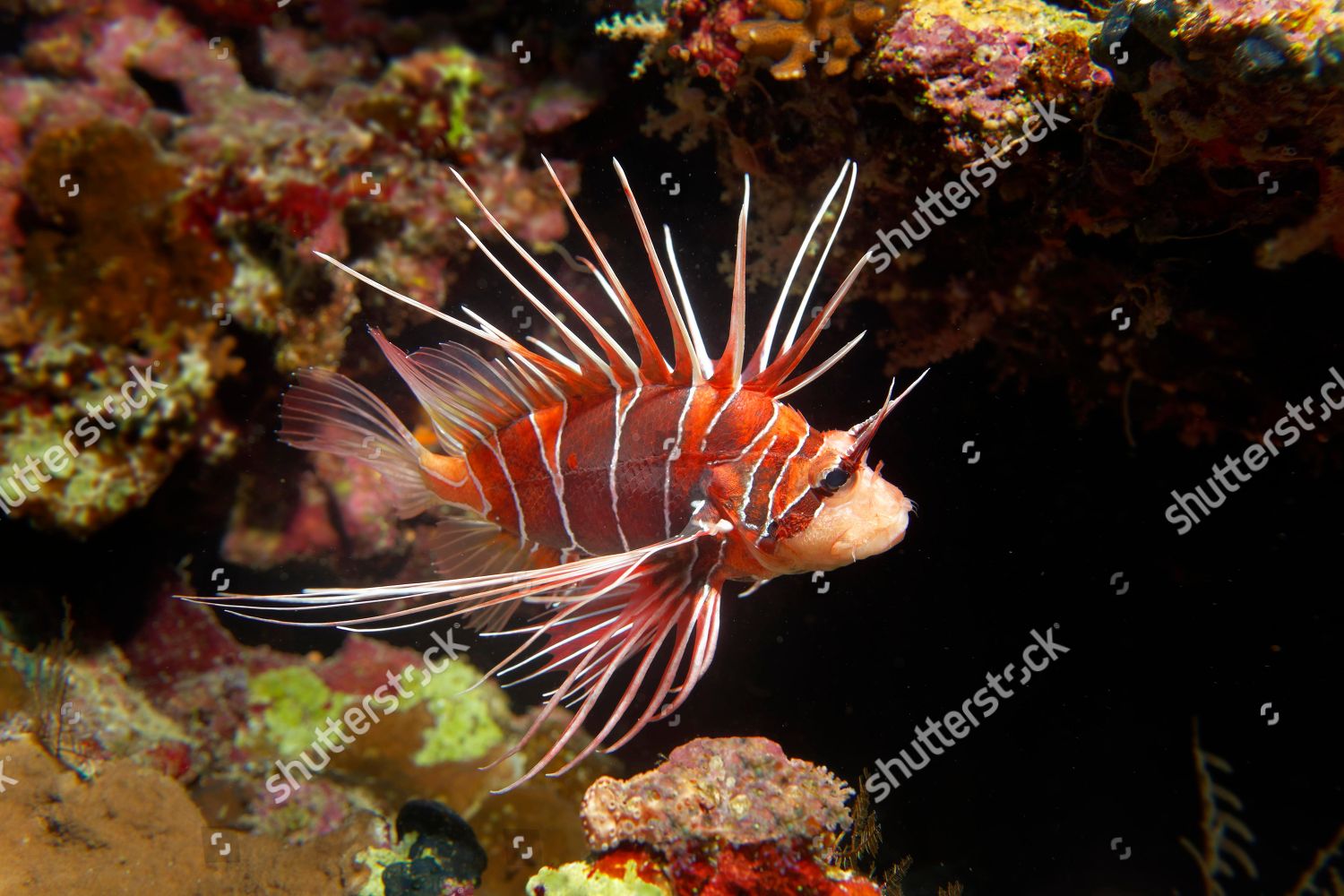 Radial Firefish Pterois Radiata Coral Reef Editorial Stock Photo ...