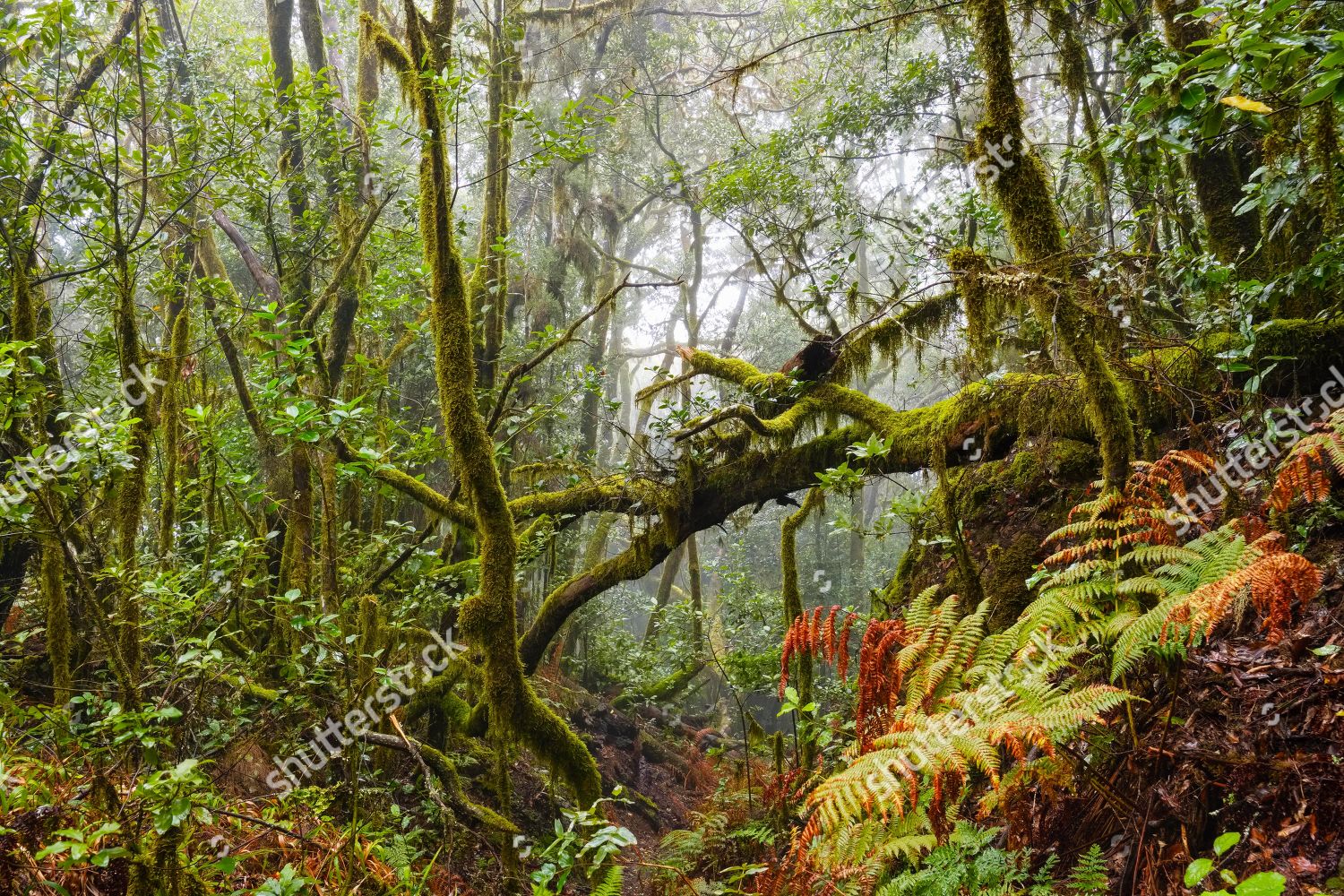 Cloud Forest Garajonay National Park La Editorial Stock Photo - Stock ...