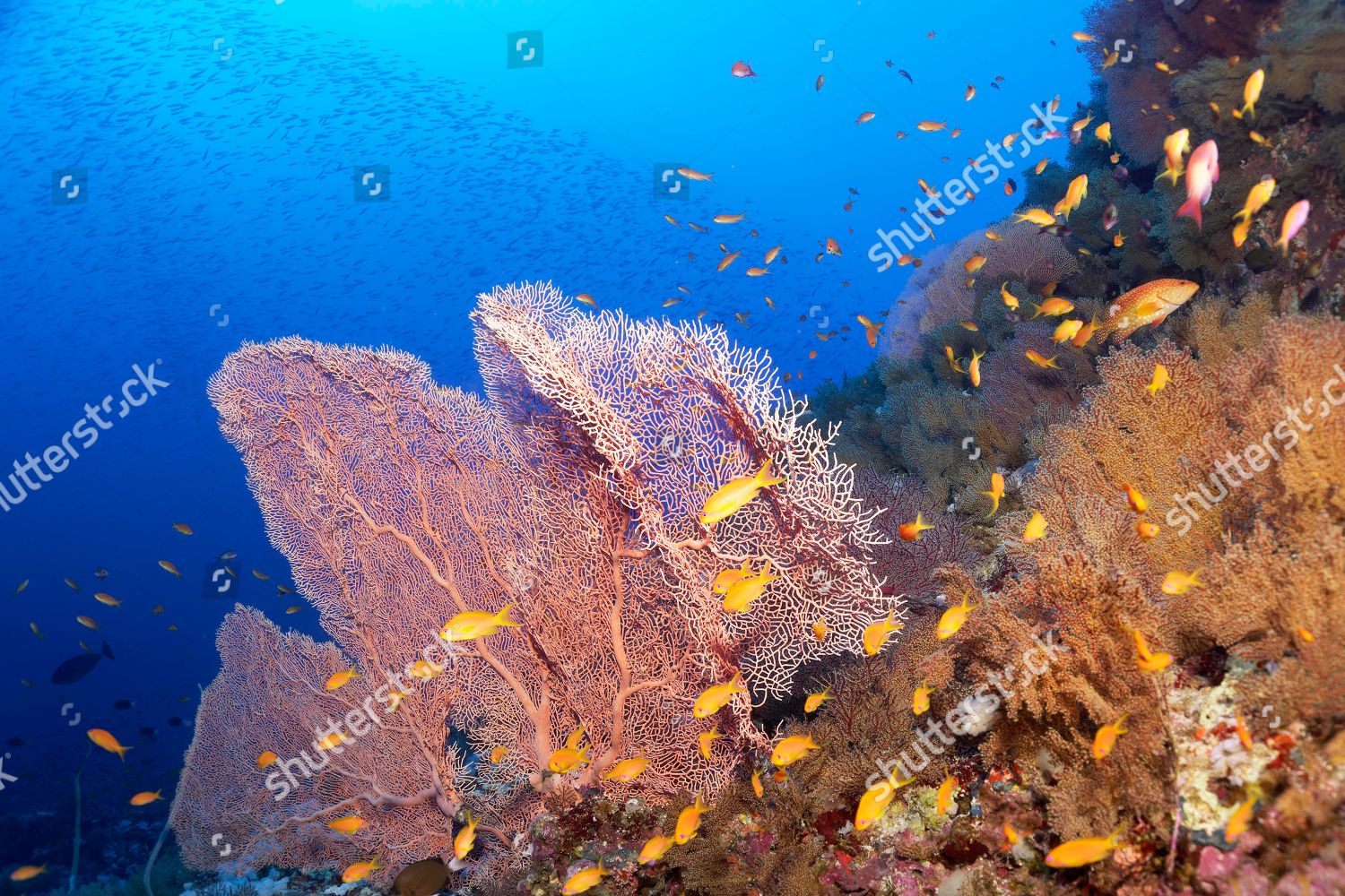 Coral Reef Densely Overgrown Gorgonians Gorgonacea Editorial Stock ...