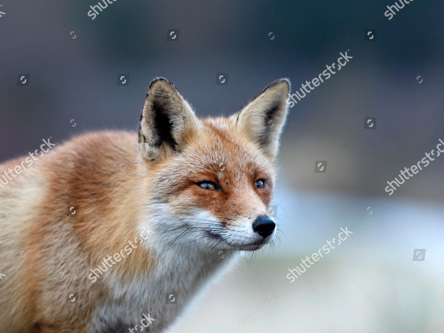 Red Fox Vulpes Vulpes Animal Portrait Editorial Stock Photo - Stock ...