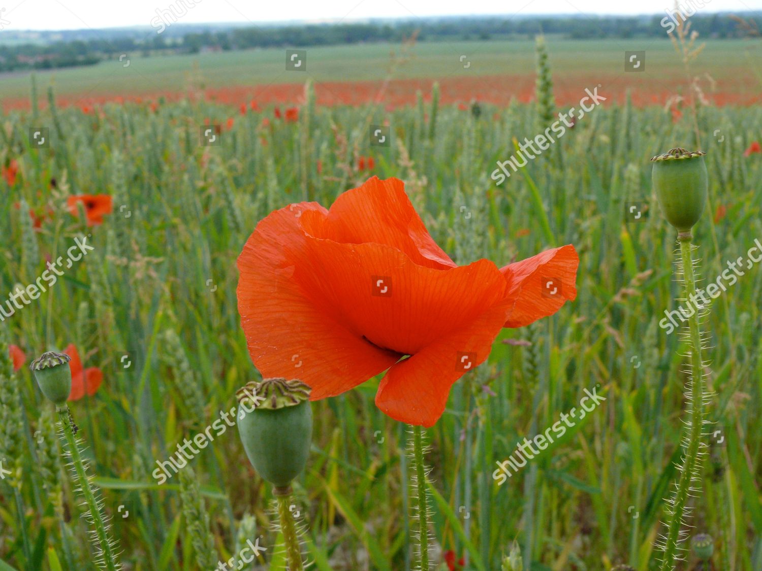 Carpet Red Poppies Covers Fields Overlooking Editorial Stock Photo ...