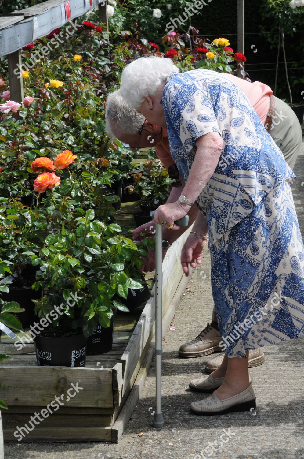 Wych Cross Garden Centre One Britains Editorial Stock Photo - Stock ...