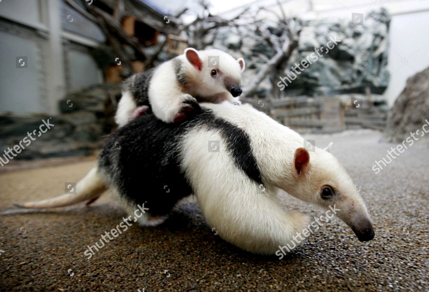 Threemonthold Baby Southern Tamandua Lies On Editorial Stock Photo ...