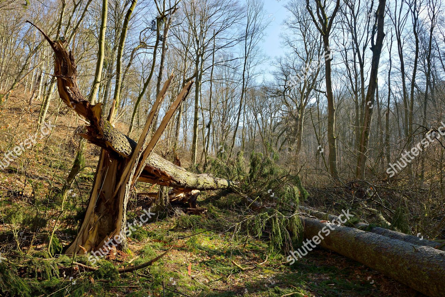 Broken Spruce Ficus Windthrow Forest Ziegelrodaer Editorial Stock Photo ...