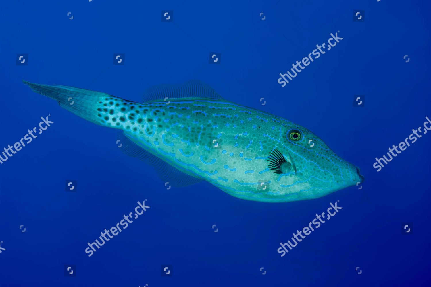 Scrawled Filefish Aluterus Scriptus Blue Water Editorial Stock Photo ...