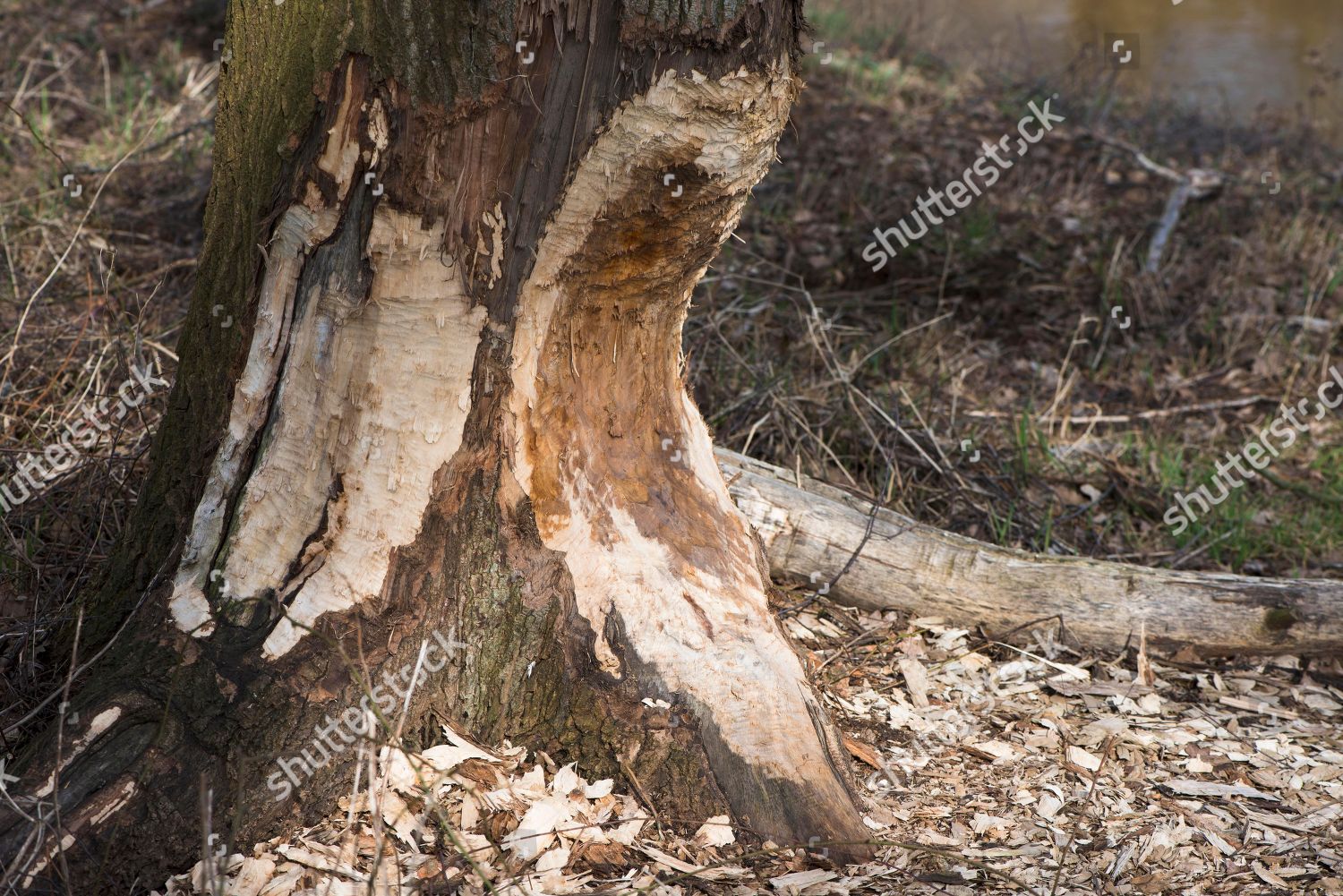 Feeding Marks European Beaver Castor Fiber Editorial Stock Photo ...