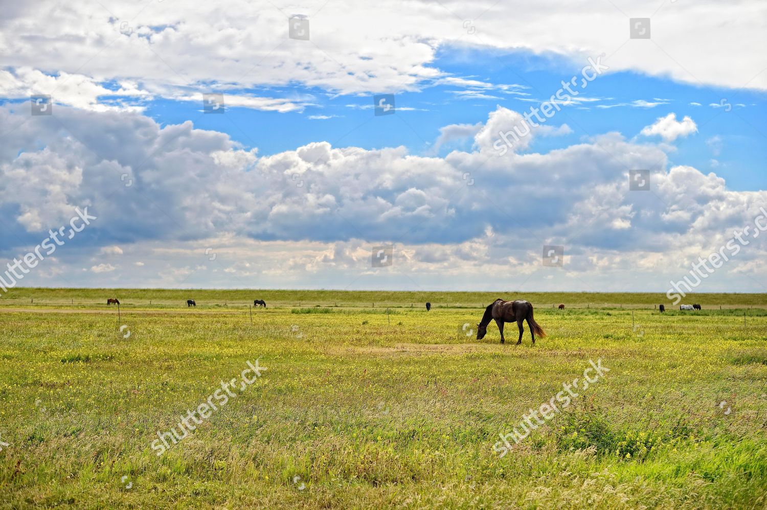 Horse Dike On Salt Marshes Langeoog Editorial Stock Photo - Stock Image ...