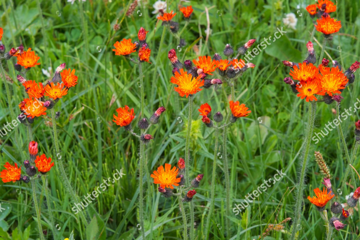 Meadow Orange Wildflowers Erigeron Aurantiacus Sary Editorial Stock ...