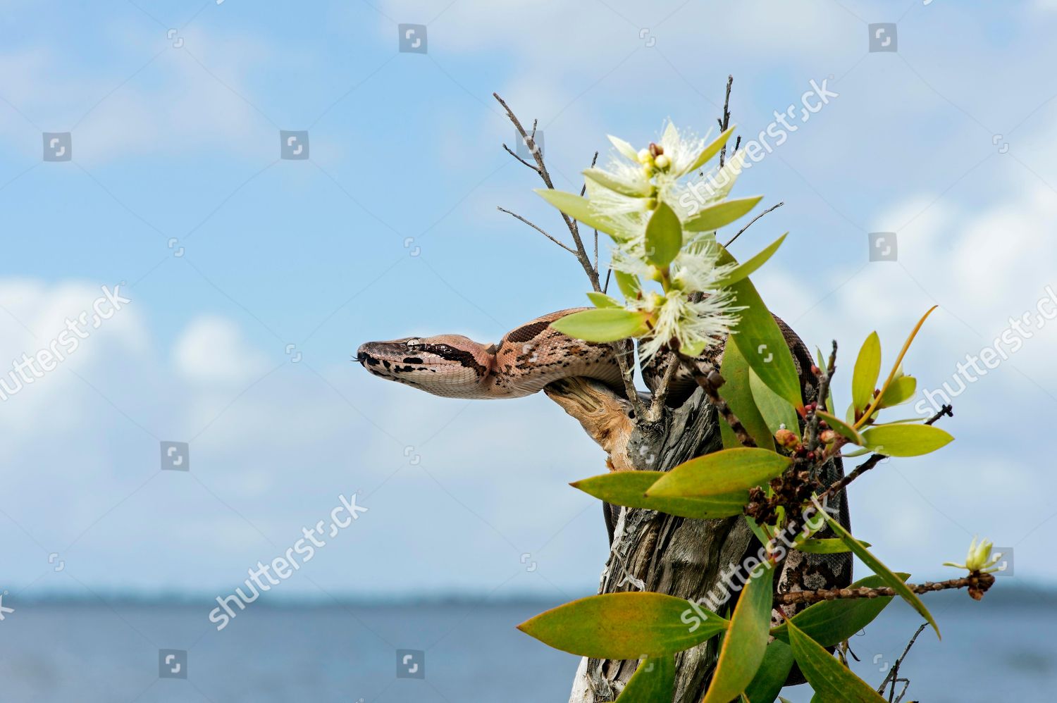 Malagasy Ground Boa Acrantophis Madagascariensis Young Editorial Stock ...