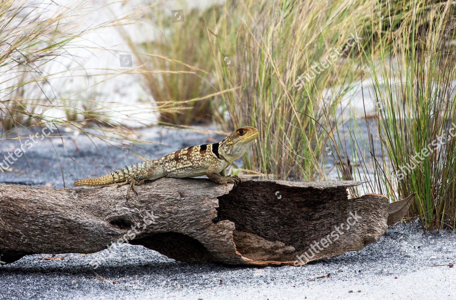 Merrems Madagascar Swift Oplurus Cyclurus On Editorial Stock Photo ...