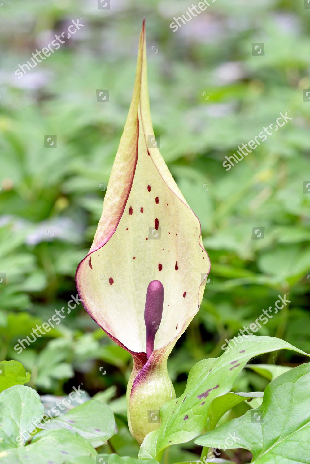 Wild Arum Arum Maculatum Inflorescence North Editorial Stock Photo ...