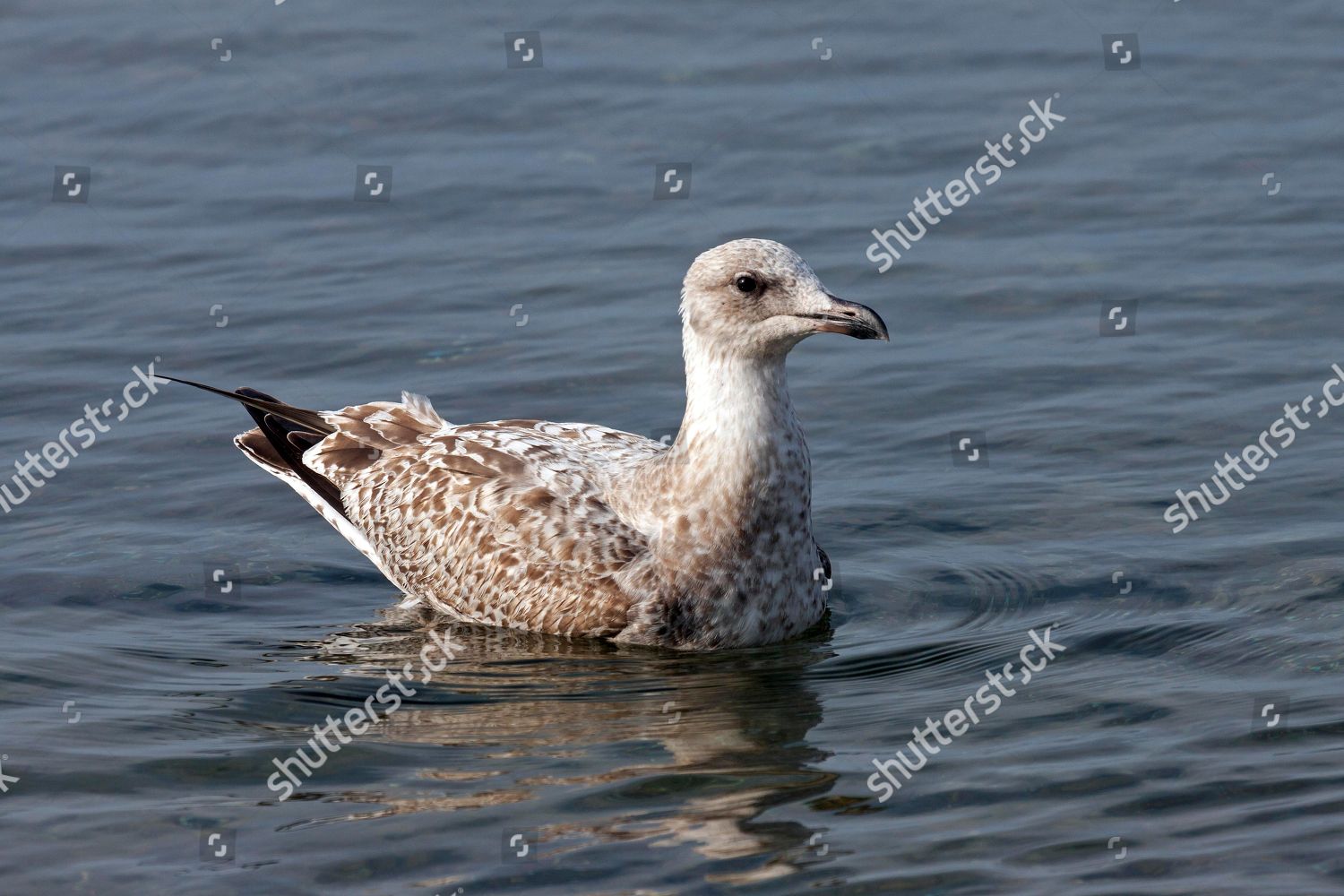 European Herring Gull Larus Argentatus Young Editorial Stock Photo - Stock Image | Shutterstock