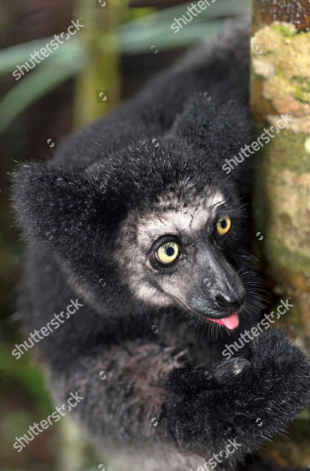 Indri Indri Indri On Tree Animal Editorial Stock Photo - Stock Image ...