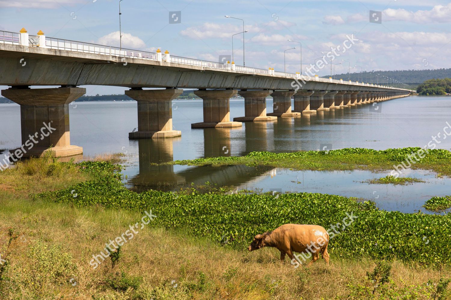 Water Buffalo Front Thepsuda Bridge Over Editorial Stock Photo - Stock ...