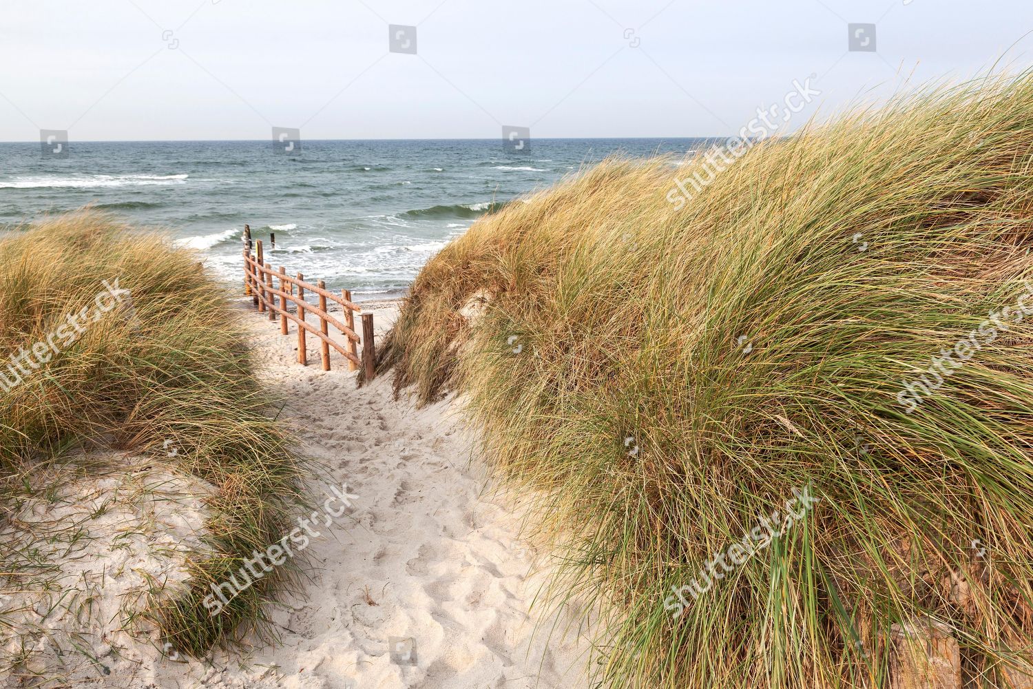 Way Beachan Marram Grass Ammophila Arenaria Editorial Stock Photo ...