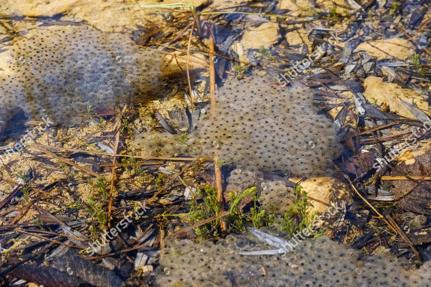 Frogspawn Common Frog Rana Temporaria Pond Editorial Stock Photo - Stock Image | Shutterstock