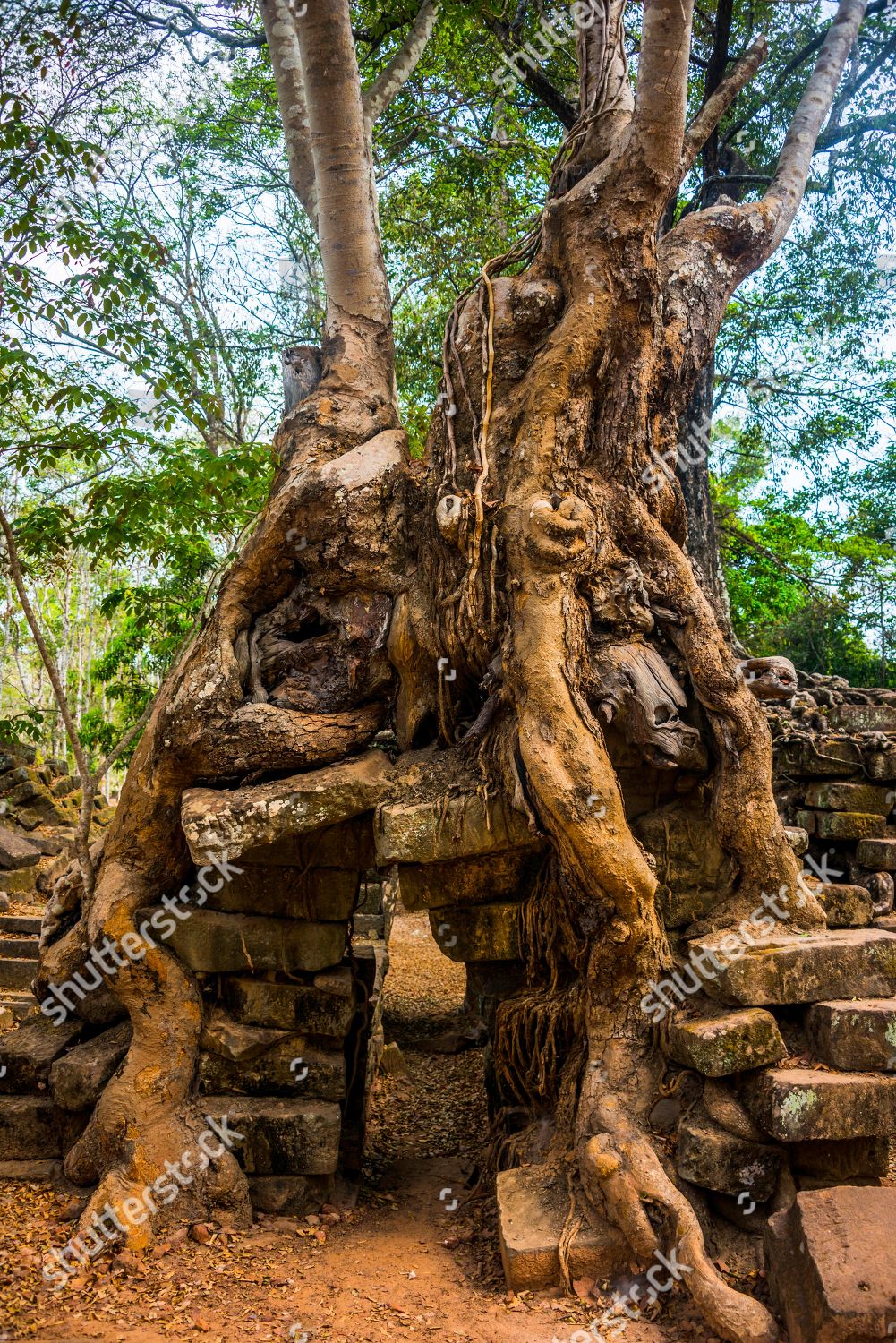 Huge Tree Roots Grow On Ruins Editorial Stock Photo - Stock Image ...