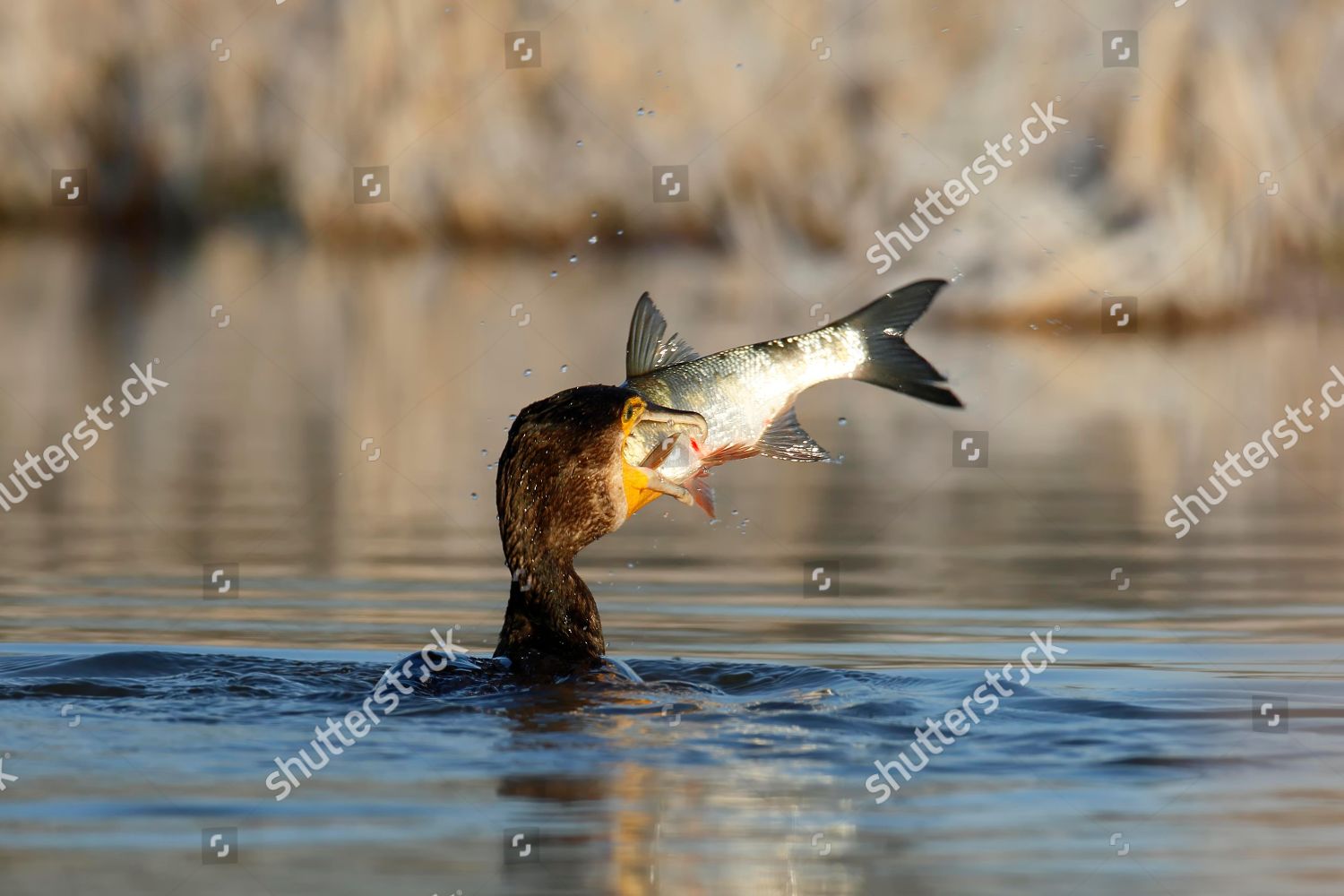 Great Cormorant Phalacrocorax Carbo Fish Prey Editorial Stock Photo ...