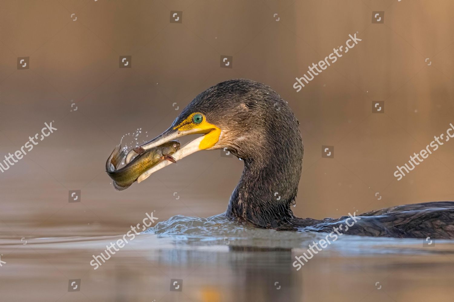 Great Cormorant Phalacrocorax Carbo Animal Portrait Editorial Stock ...