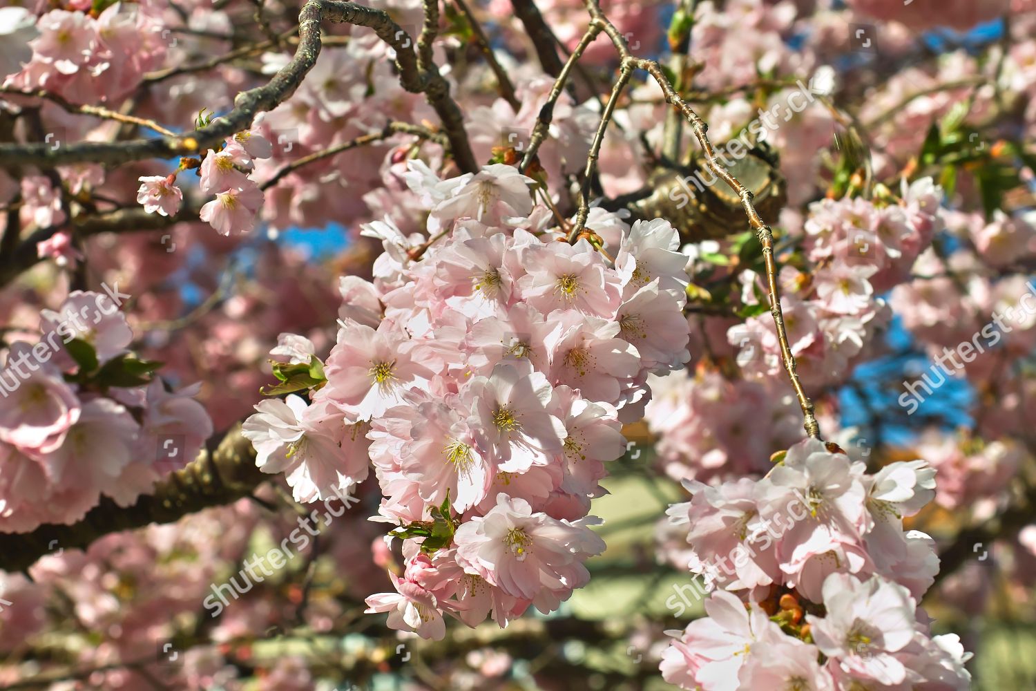 Pink Flowering Spring Cherry Accolade Prunus Editorial Stock Photo ...