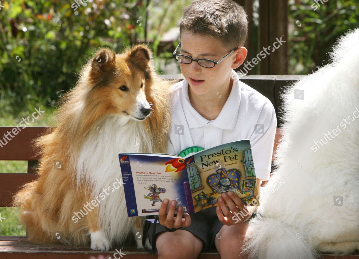 Schoolboy Markus Trott Reading Biggles Dog Editorial Stock Photo ...