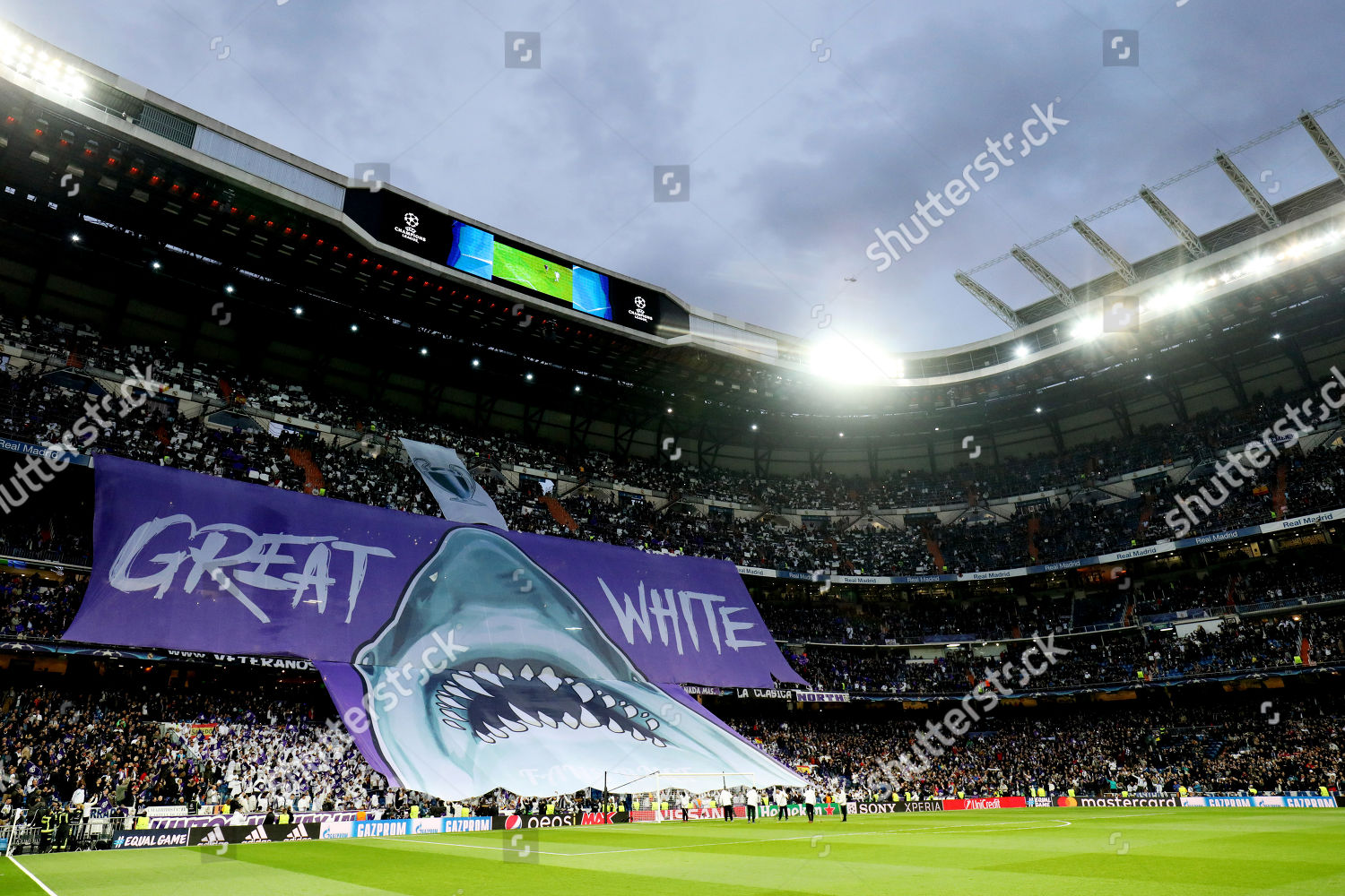 Large Great White Shark Banner Unveiled Editorial Stock Photo - Stock ...