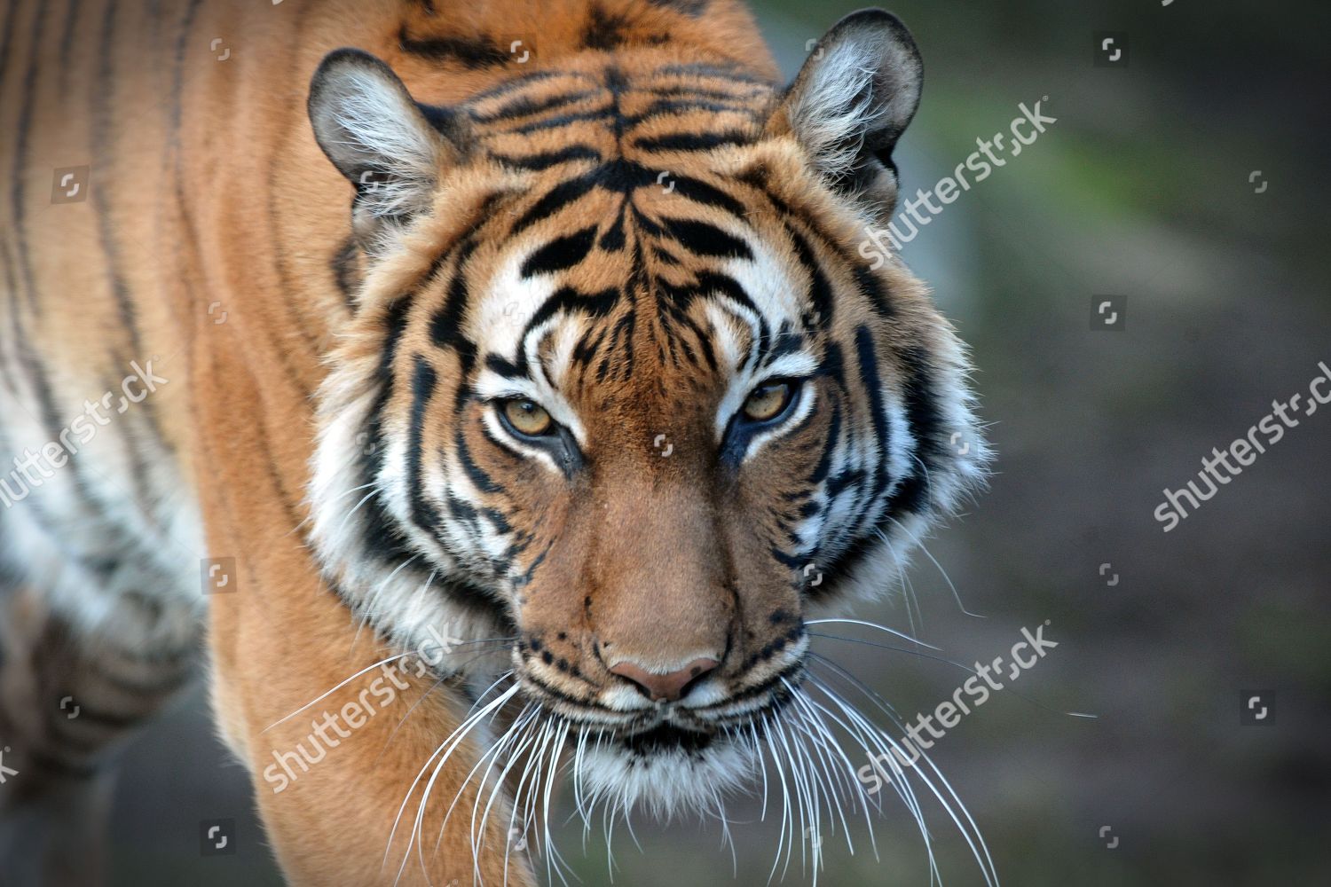 Malayan Tiger Female Called Indra Editorial Stock Photo - Stock Image ...