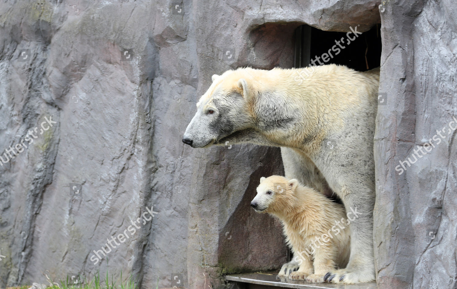 Polar Bear Cub Nanook Her Mother Editorial Stock Photo - Stock Image ...