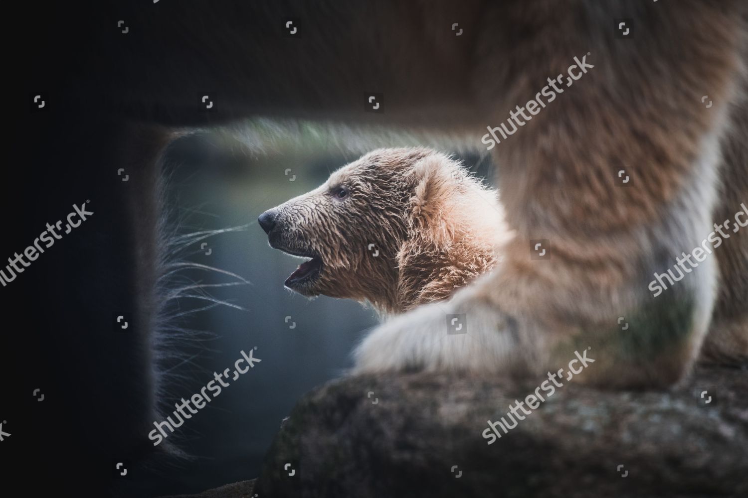 Polar Bear Baby Nanook Presented Zoo Editorial Stock Photo - Stock ...