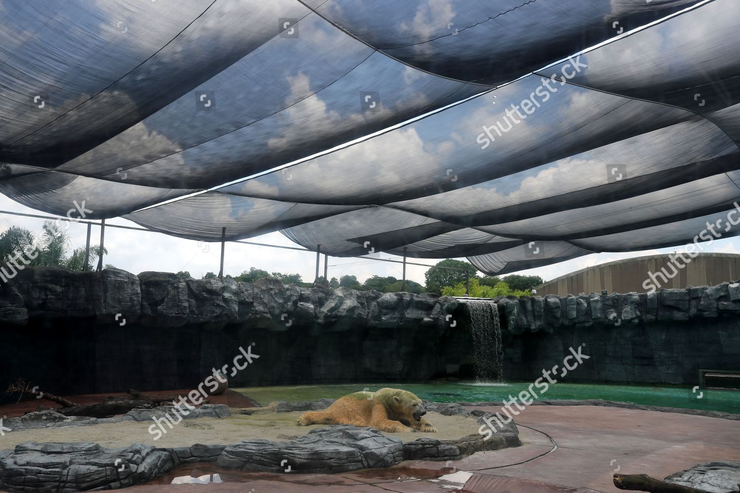 Inuka Polar Bear Lies Down Enclosure Editorial Stock Photo - Stock ...