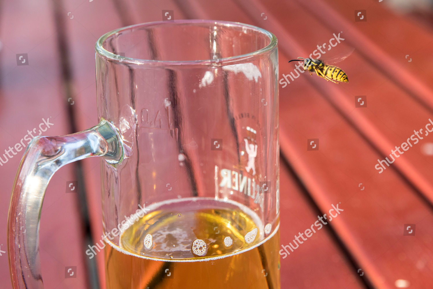 Wasp Flies Near Glass Beer Biergarten Editorial Stock Photo - Stock ...
