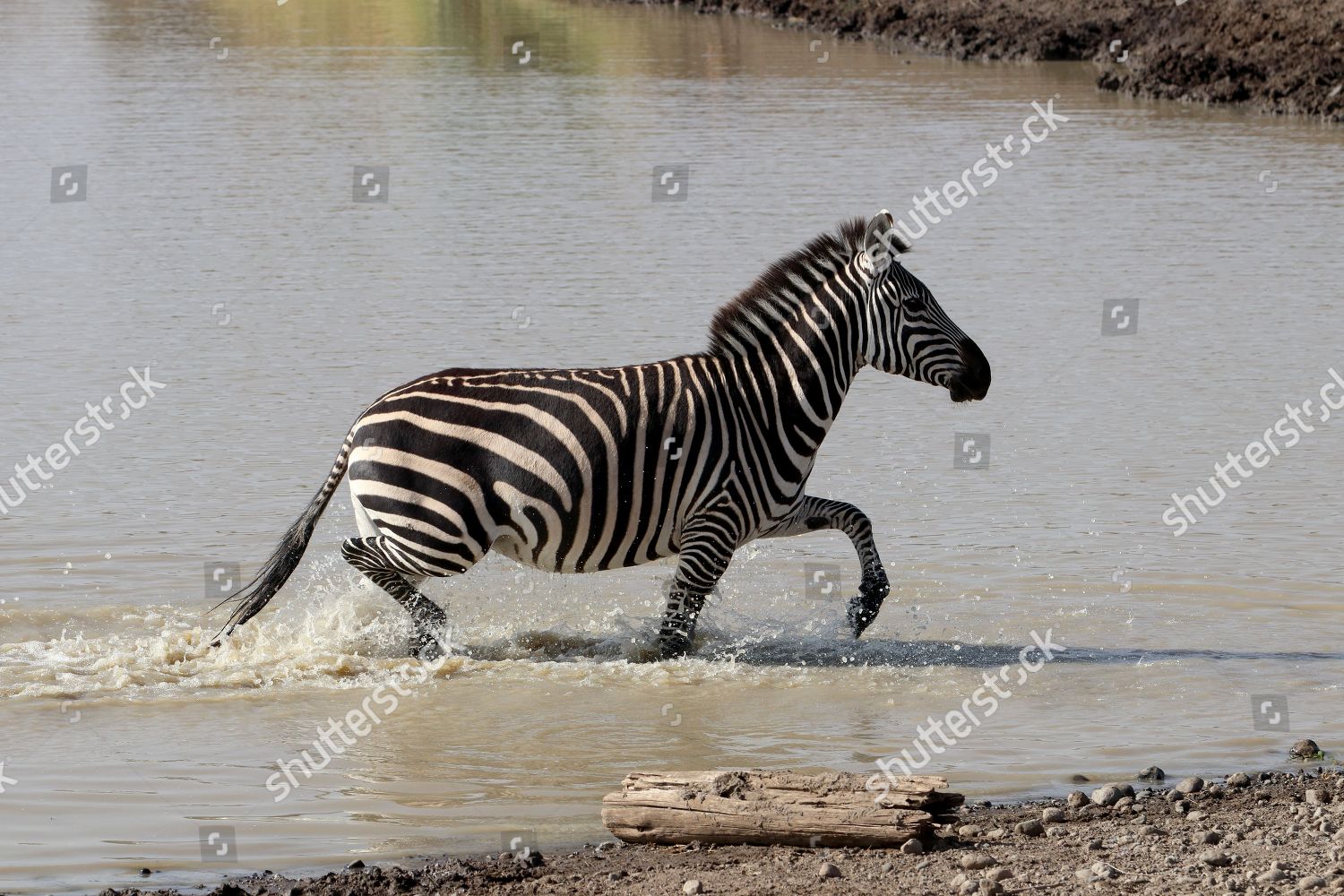 Zebra Ol Pejeta Conservancy Kenya Editorial Stock Photo - Stock Image ...